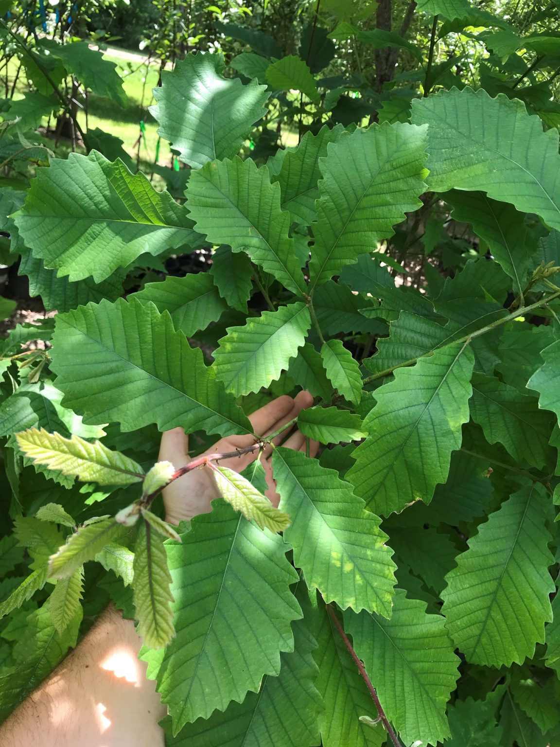 Swamp Chestnut Oak Seedling Package – Wildlife Habitat Resources